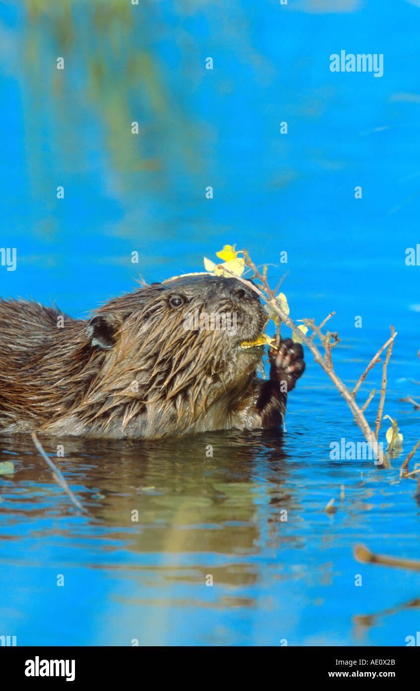 North American beaver, Canadian beaver (Castor canadensis), single one ...