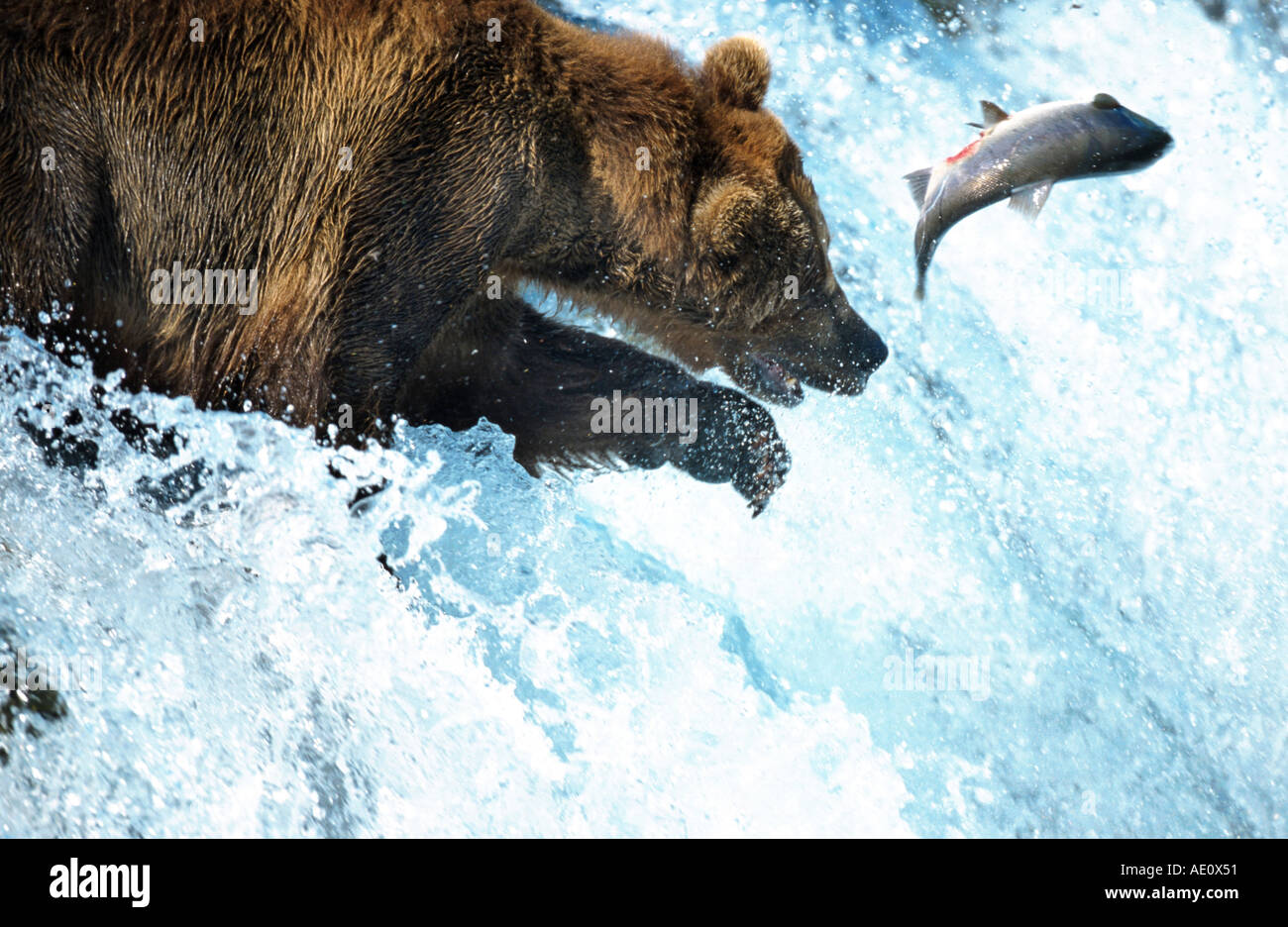 Salmon bight hi-res stock photography and images - Alamy