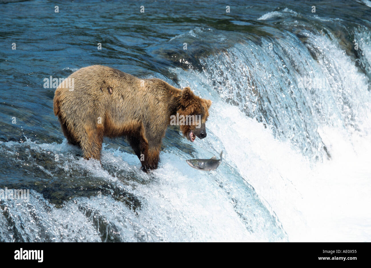 brown bear (Ursus arctos), single bear standing in the river, watching ...