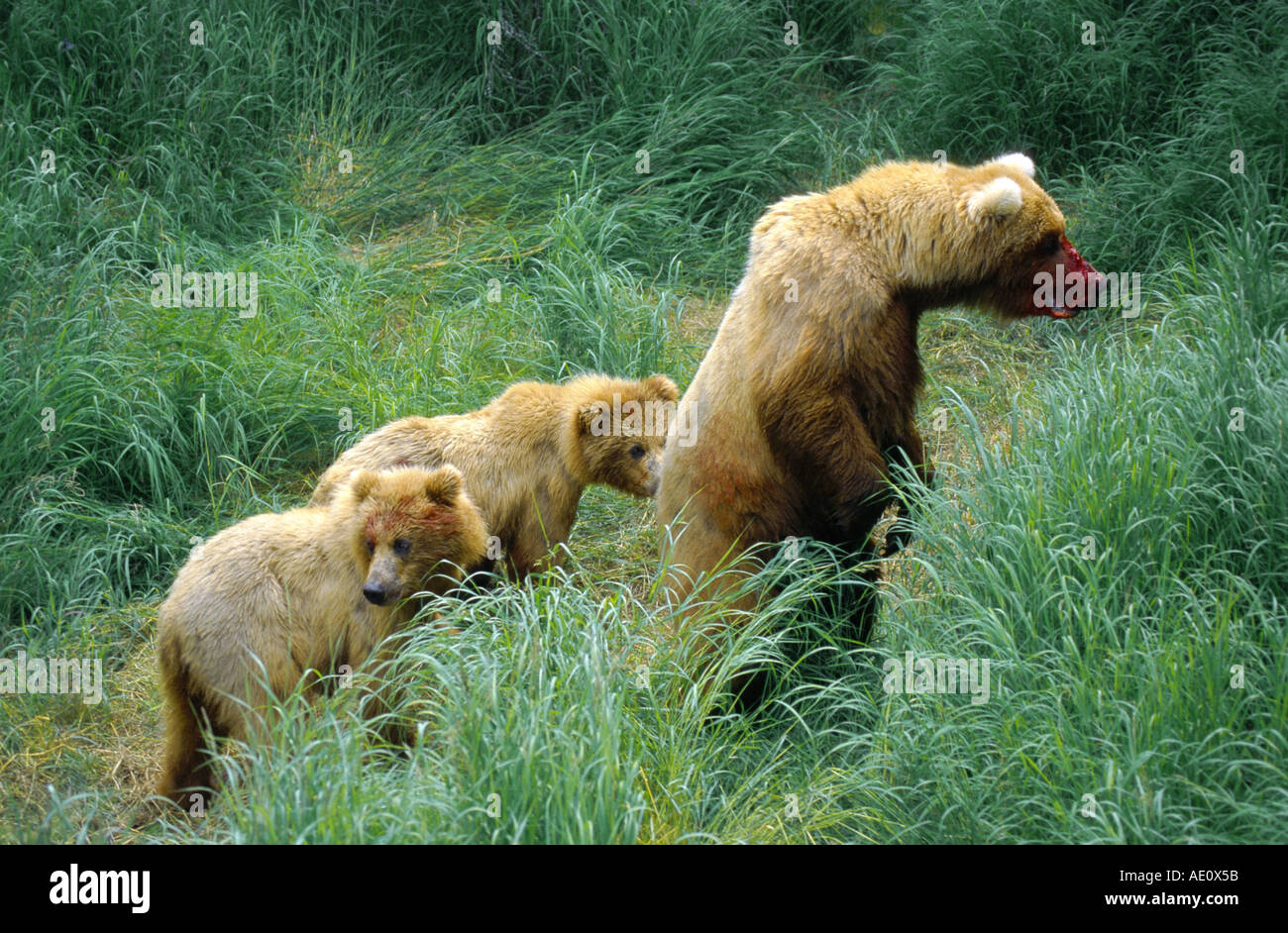 Wounded bear mother hi-res stock photography and images - Alamy