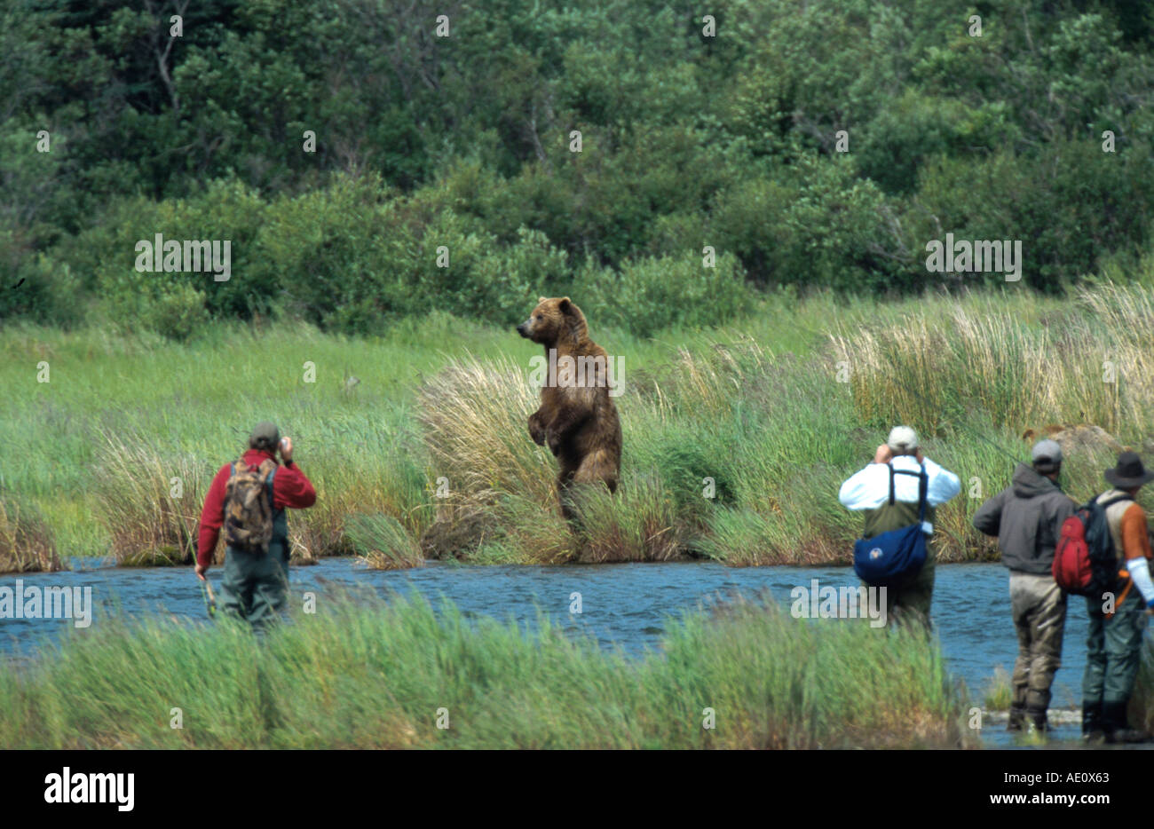 brown bear (Ursus arctos), single bear standing at lakeshore, high ...