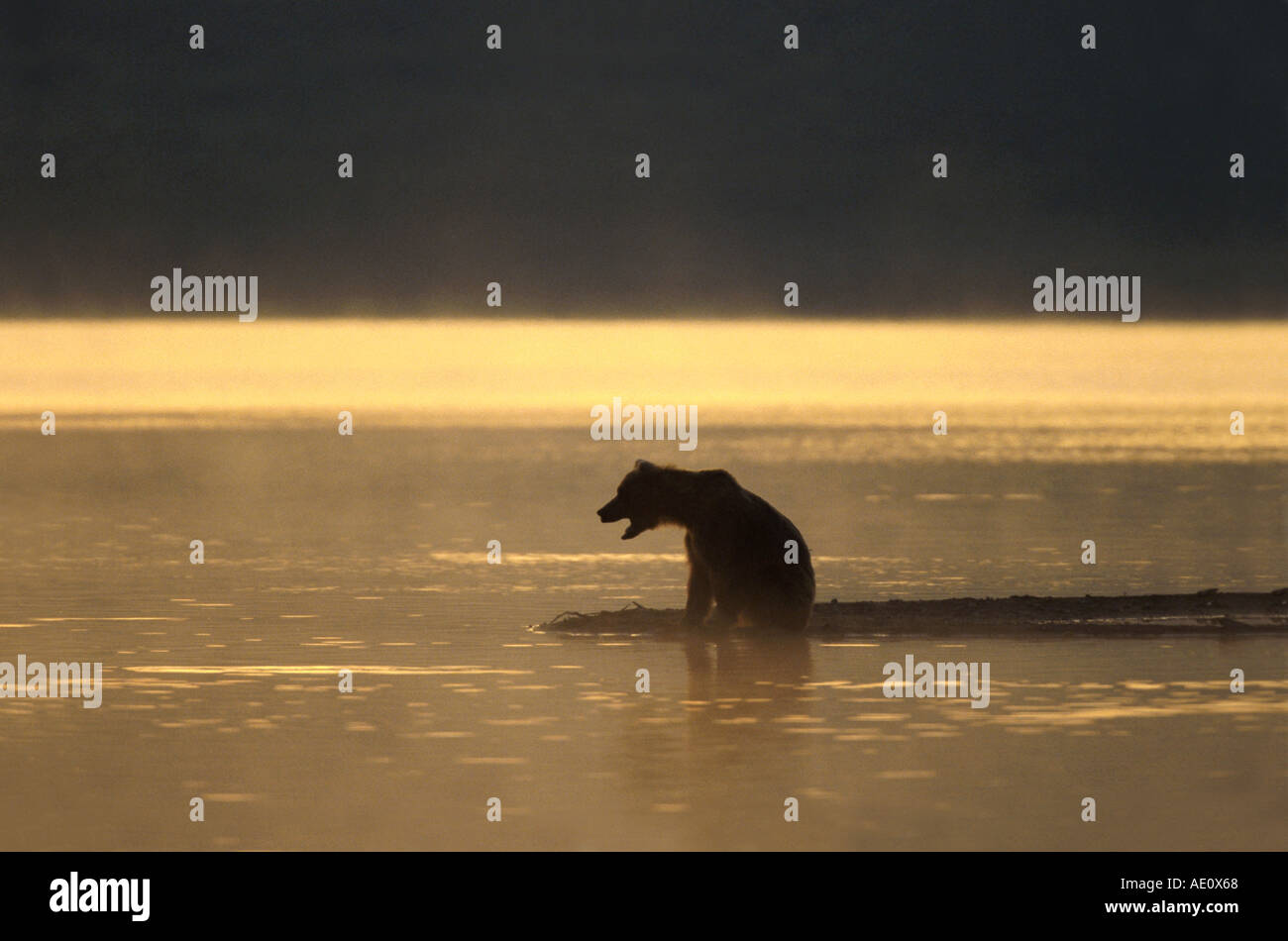 brown bear (Ursus arctos), single bear sitting along lake shoreline ...