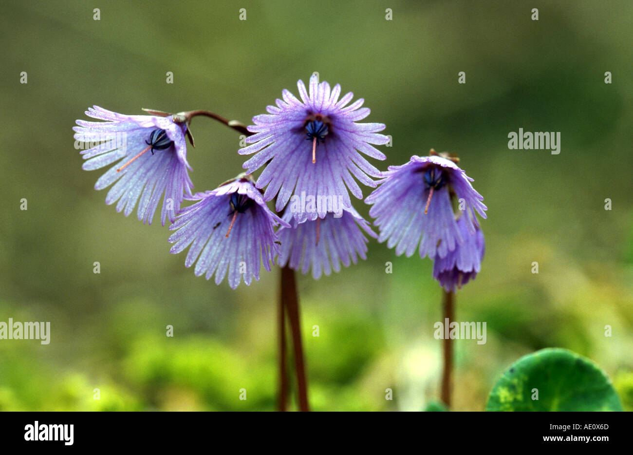 alpine snowbell, moonwort (Soldanella alpina), blooming, plant of the ...