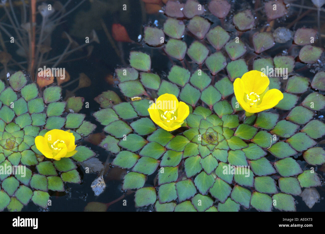 mosaic plant (Ludwigia sedoides), floating plants, Thailand Stock Photo ...