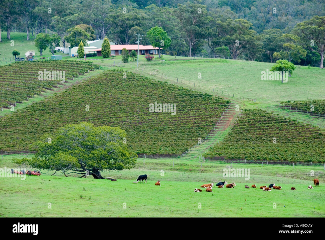 Vineyard in the Lower Hunter Valley New South Wales Australia Stock ...