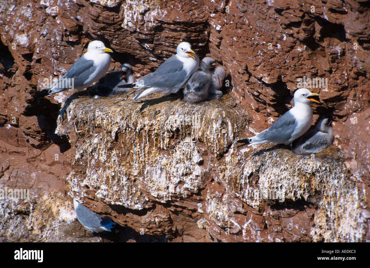 black-legged kittiwake (Rissa tridactyla), colony, adults with chicken ...