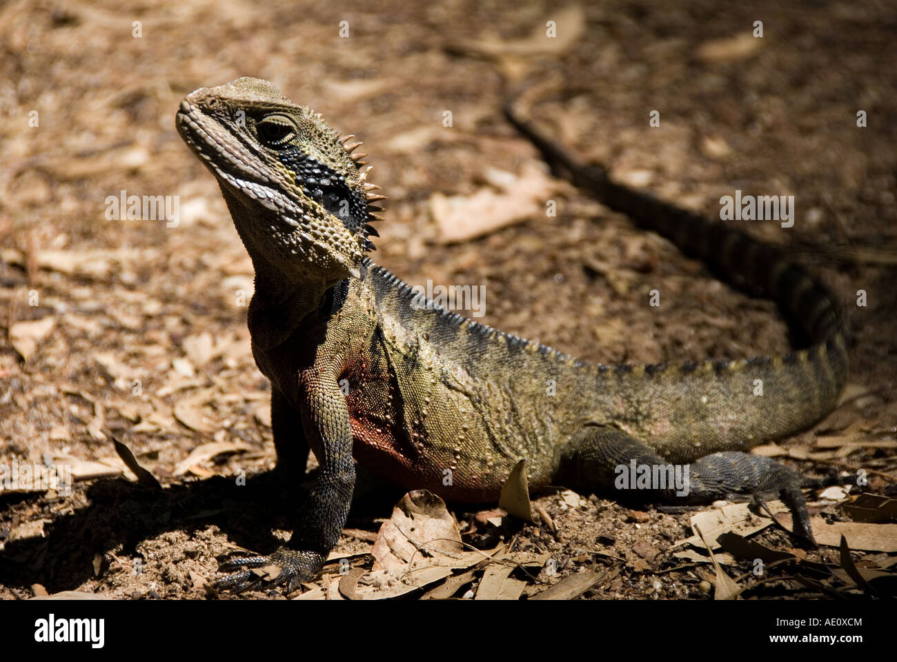 Eastern Water Dragon Australia Stock Photo - Alamy