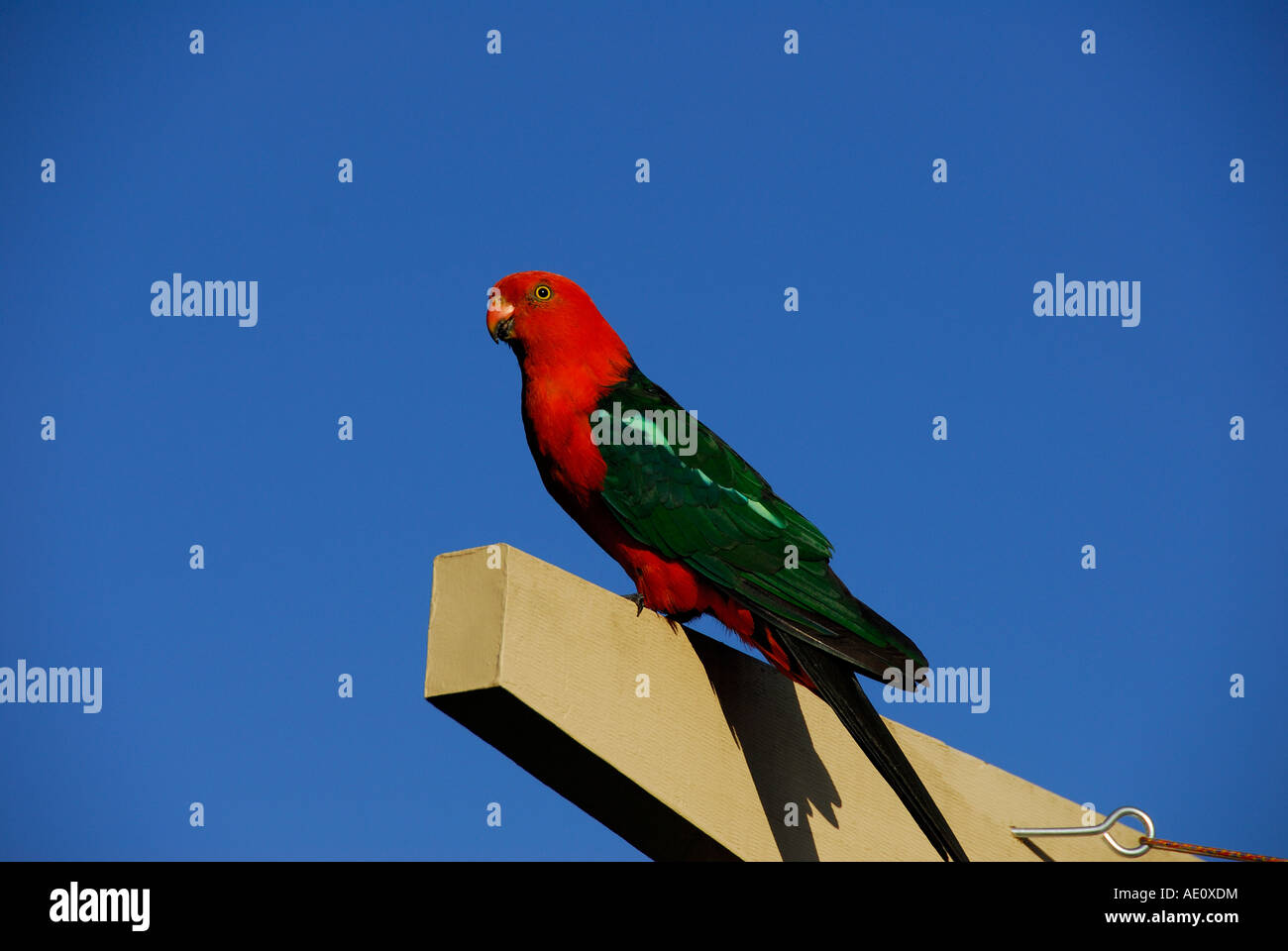 Australian King Parrot Stock Photo - Alamy