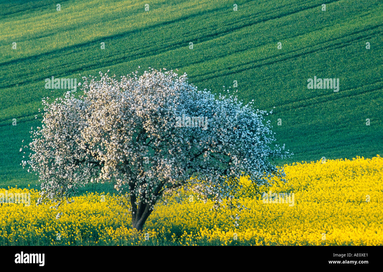 apple tree (Malus domestica), in blooming rape field, Germany, Bavaria ...