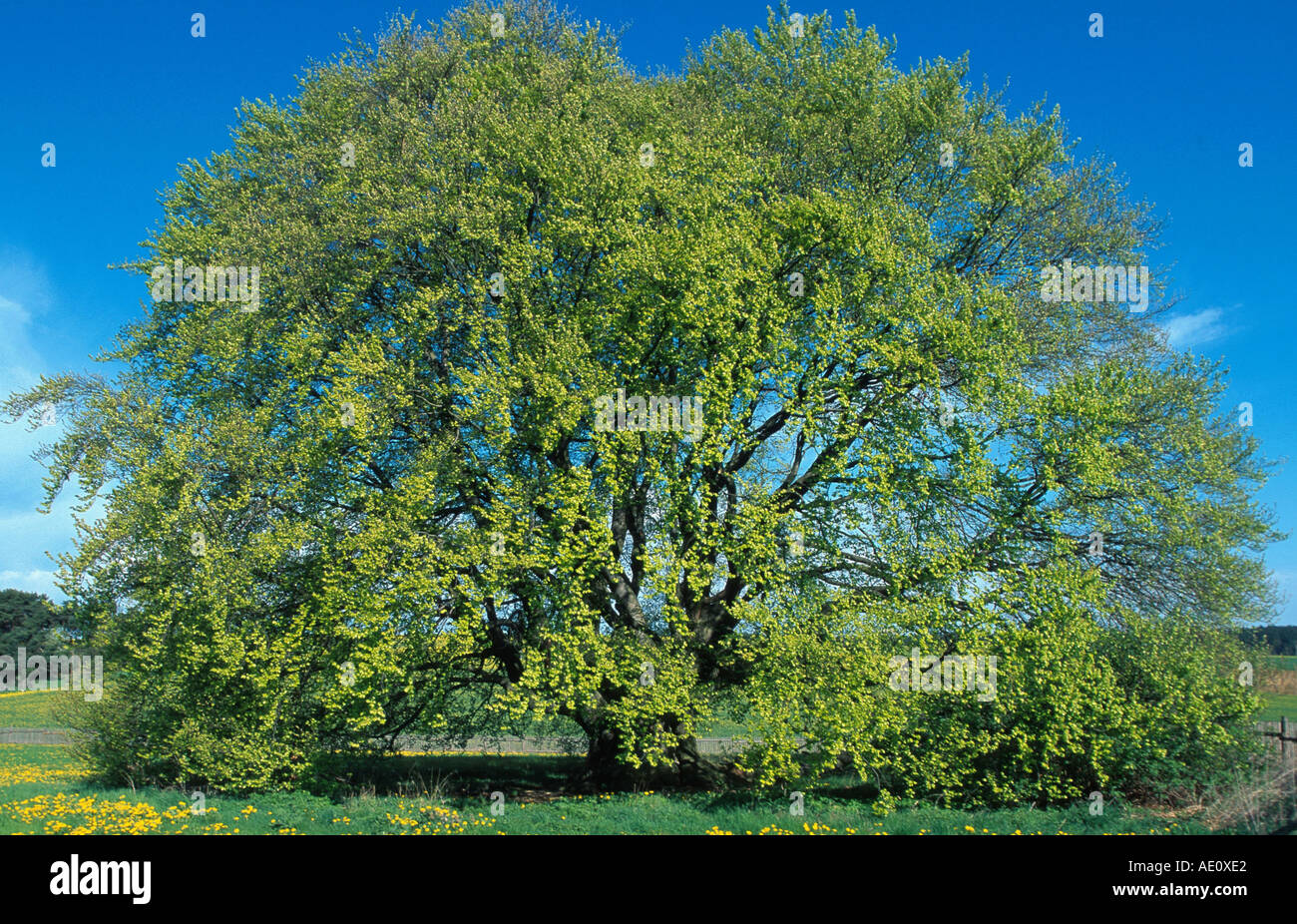 common beech (Fagus sylvatica), solitaire tree, Germany, Bavaria ...
