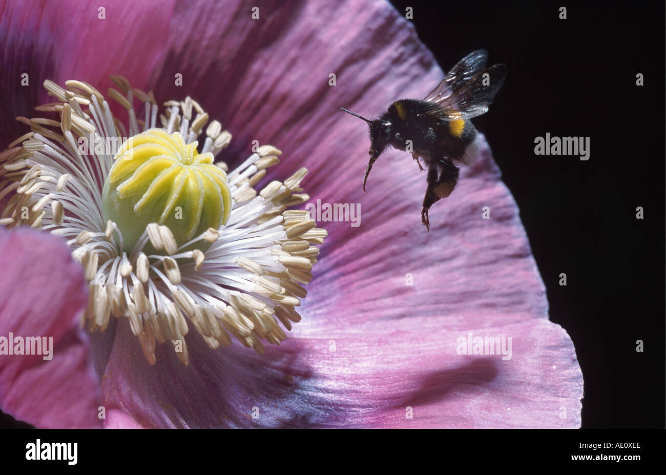bumblebee (Bombus spec.), flying to Papaver somniferum Stock Photo - Alamy