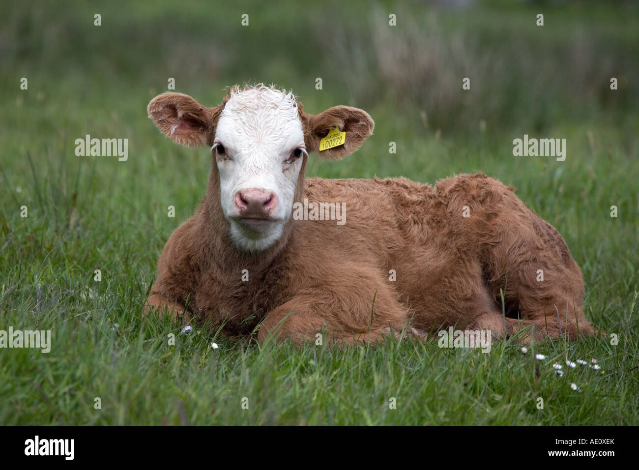 Calf lying down hi-res stock photography and images - Alamy