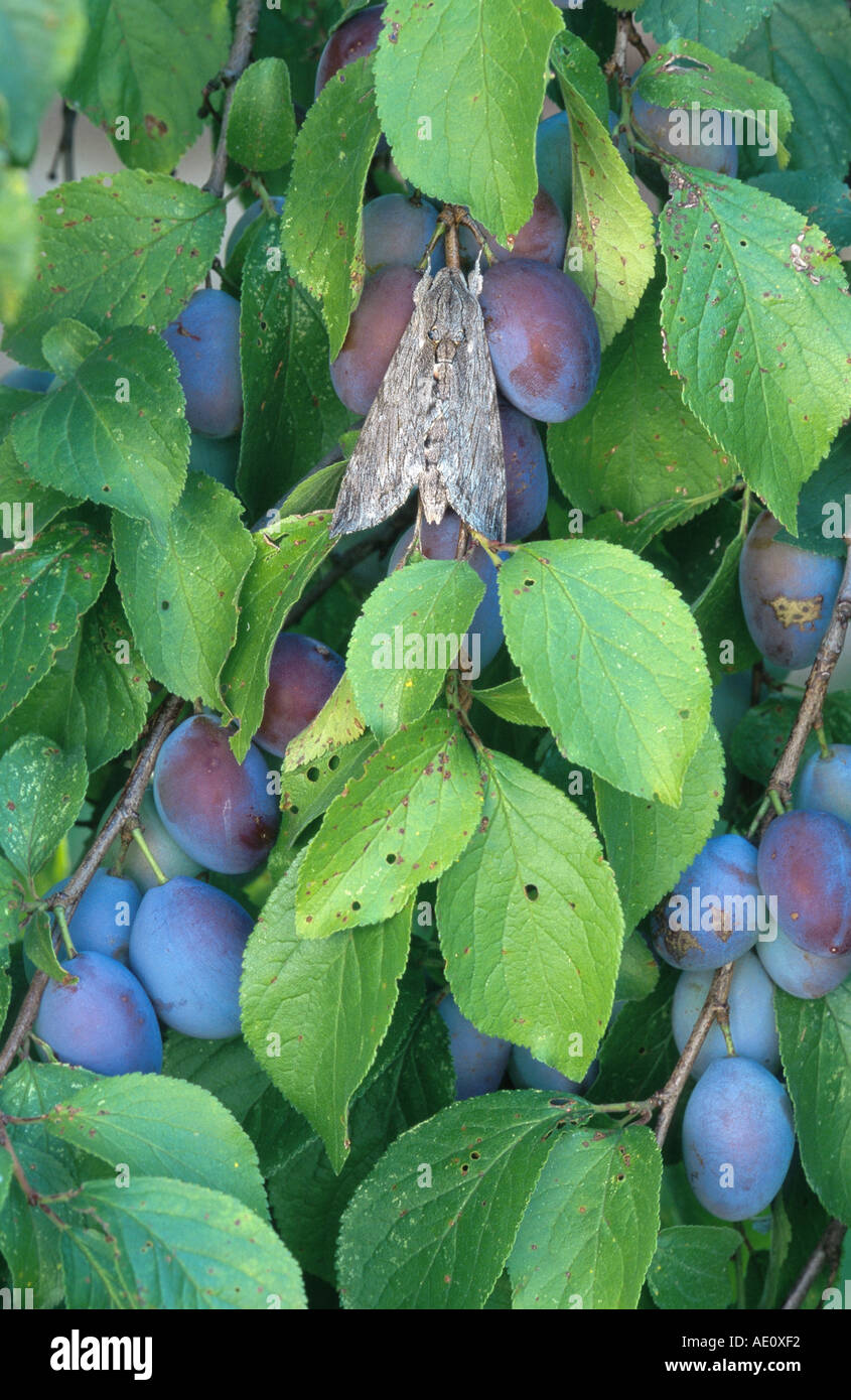 Convolvulus hawkmoth, morning glory sphinx moth (Herse convolvuli ...