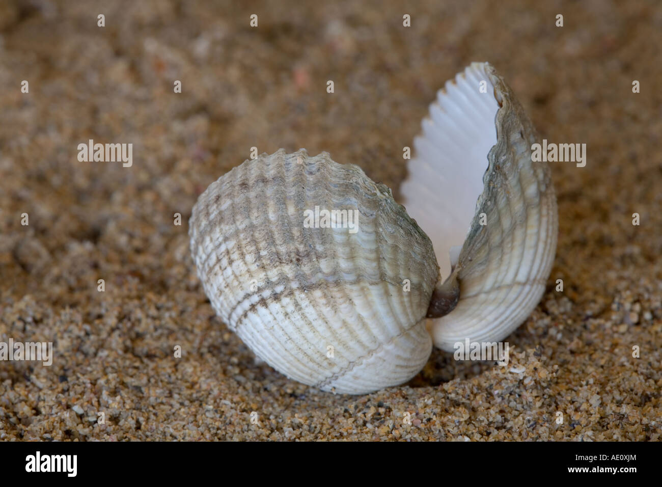 Cardium edule hi-res stock photography and images - Alamy
