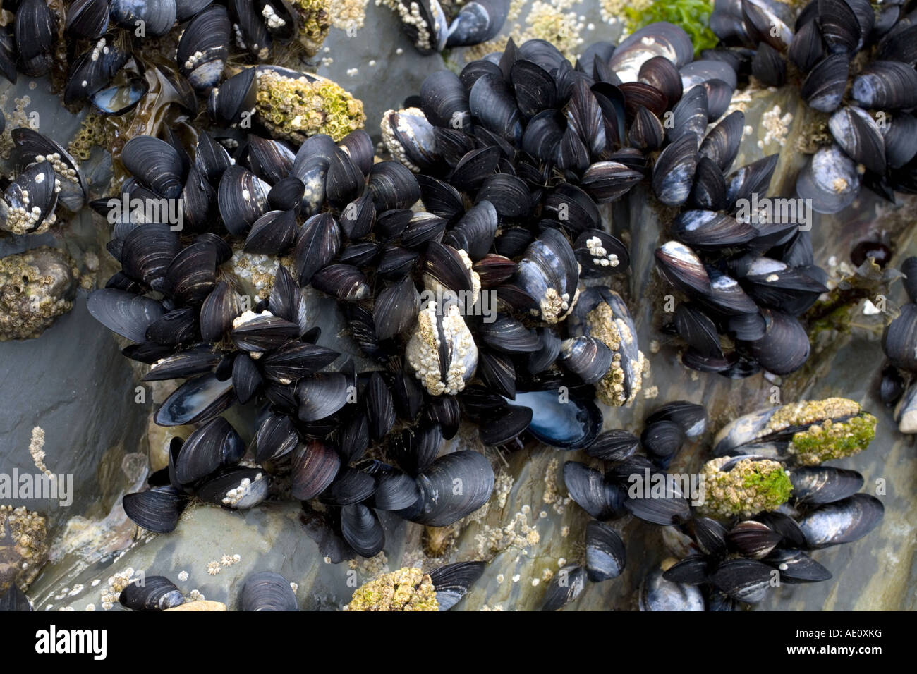 Mytilus Edulis Fish High Resolution Stock Photography and Images - Alamy