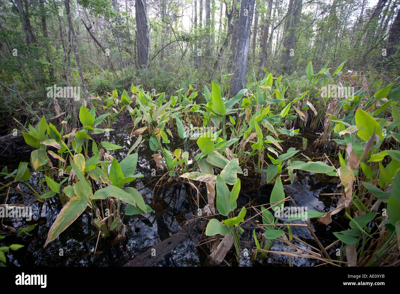 Swamp Moor Audubon Corkscrew Swamp Sanctuary Florida USA Stock Photo ...