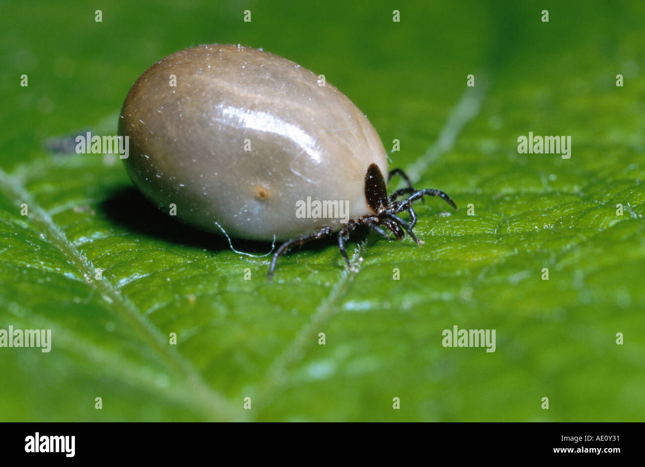 European castor bean tick, European sheep tick (Ixodes ricinus), full ...