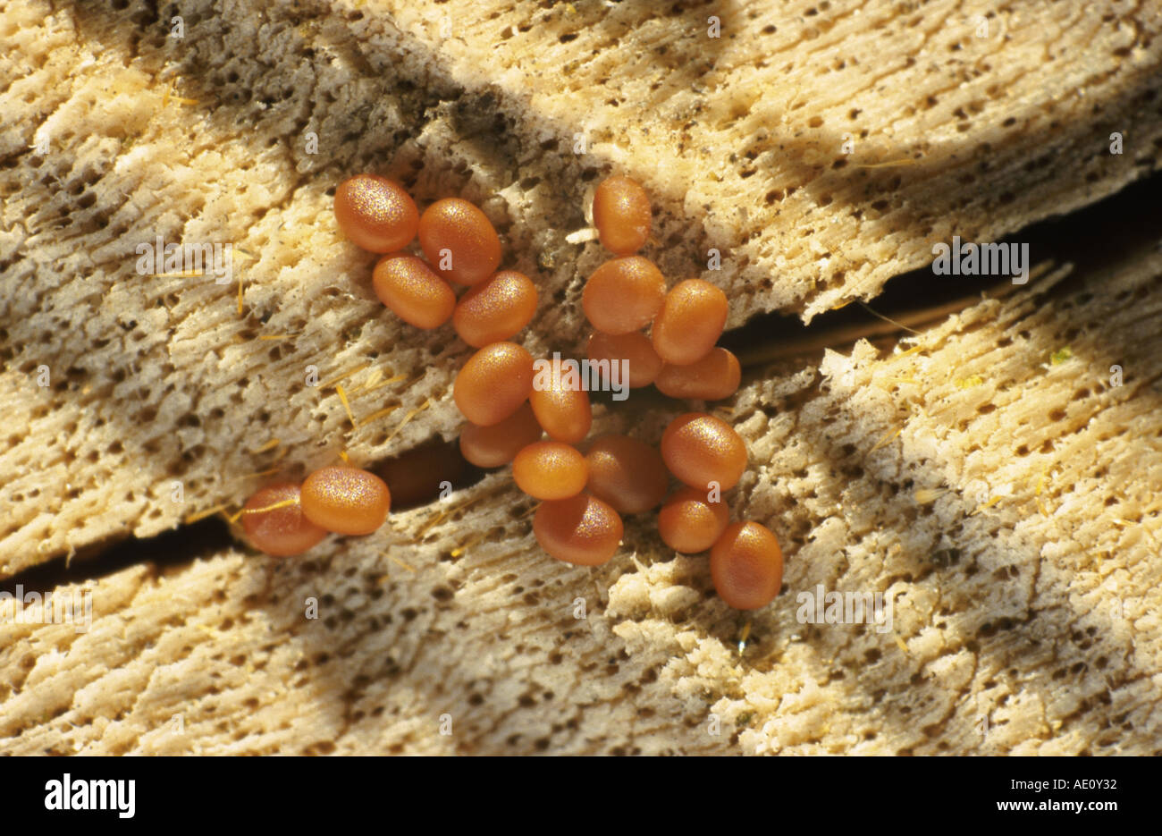 poplar hornet clearwing, hornet moth (Sesia apiformis, Aegeria ...