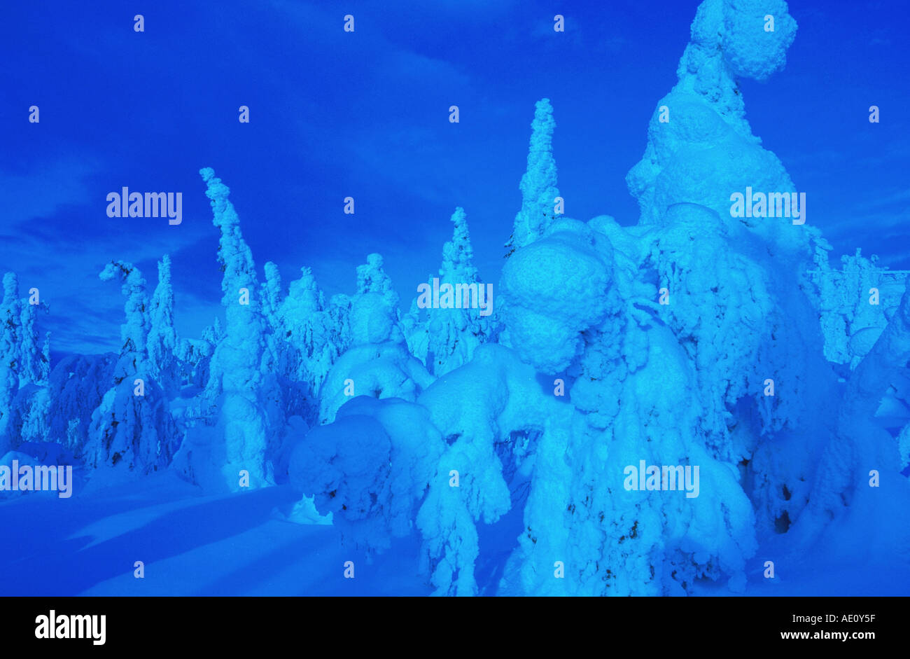 Norway spruce (Picea abies), snow covered trees in winter, Finland ...