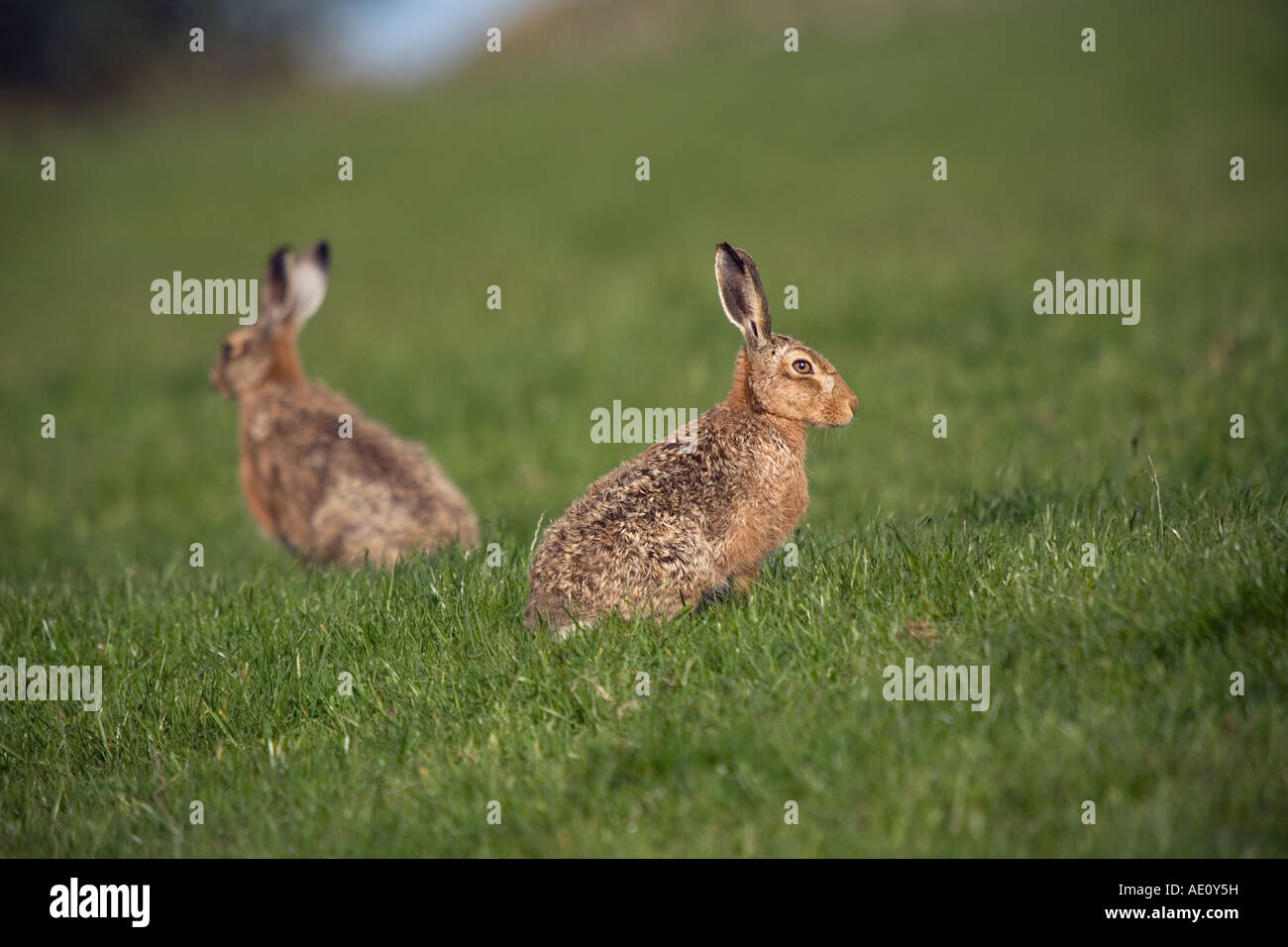 The hares hi-res stock photography and images - Alamy