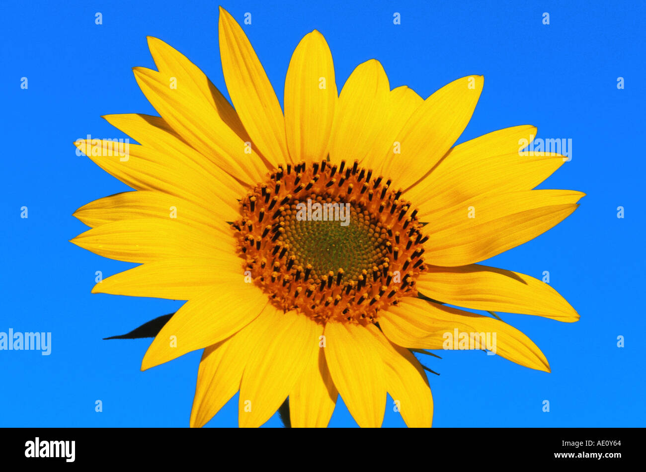 common sunflower (Helianthus annuus), single inflorescence against blue ...