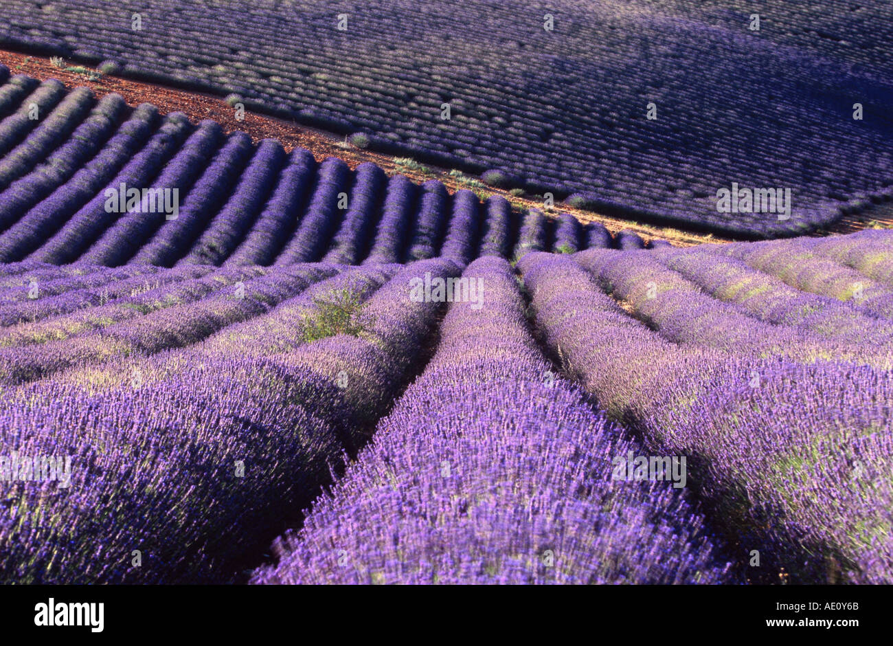 lavender (Lavandula angustifolia, Lavandula officinalis), blooming ...