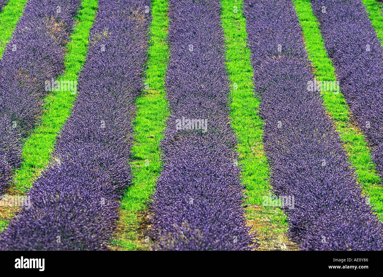 lavender (Lavandula angustifolia, Lavandula officinalis), blooming in ...