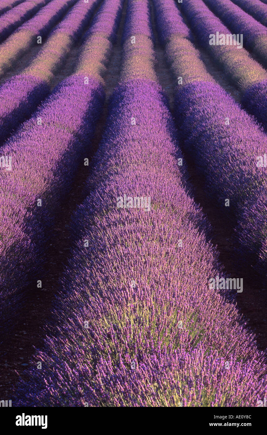 lavender (Lavandula angustifolia, Lavandula officinalis), blooming in ...