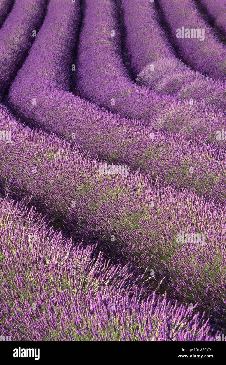 lavender (Lavandula angustifolia, Lavandula officinalis), lavender ...