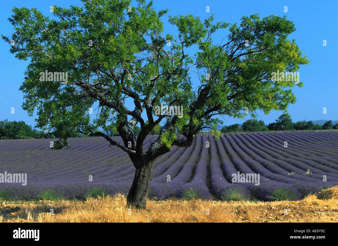 lavender (Lavandula angustifolia, Lavandula officinalis), lavender ...