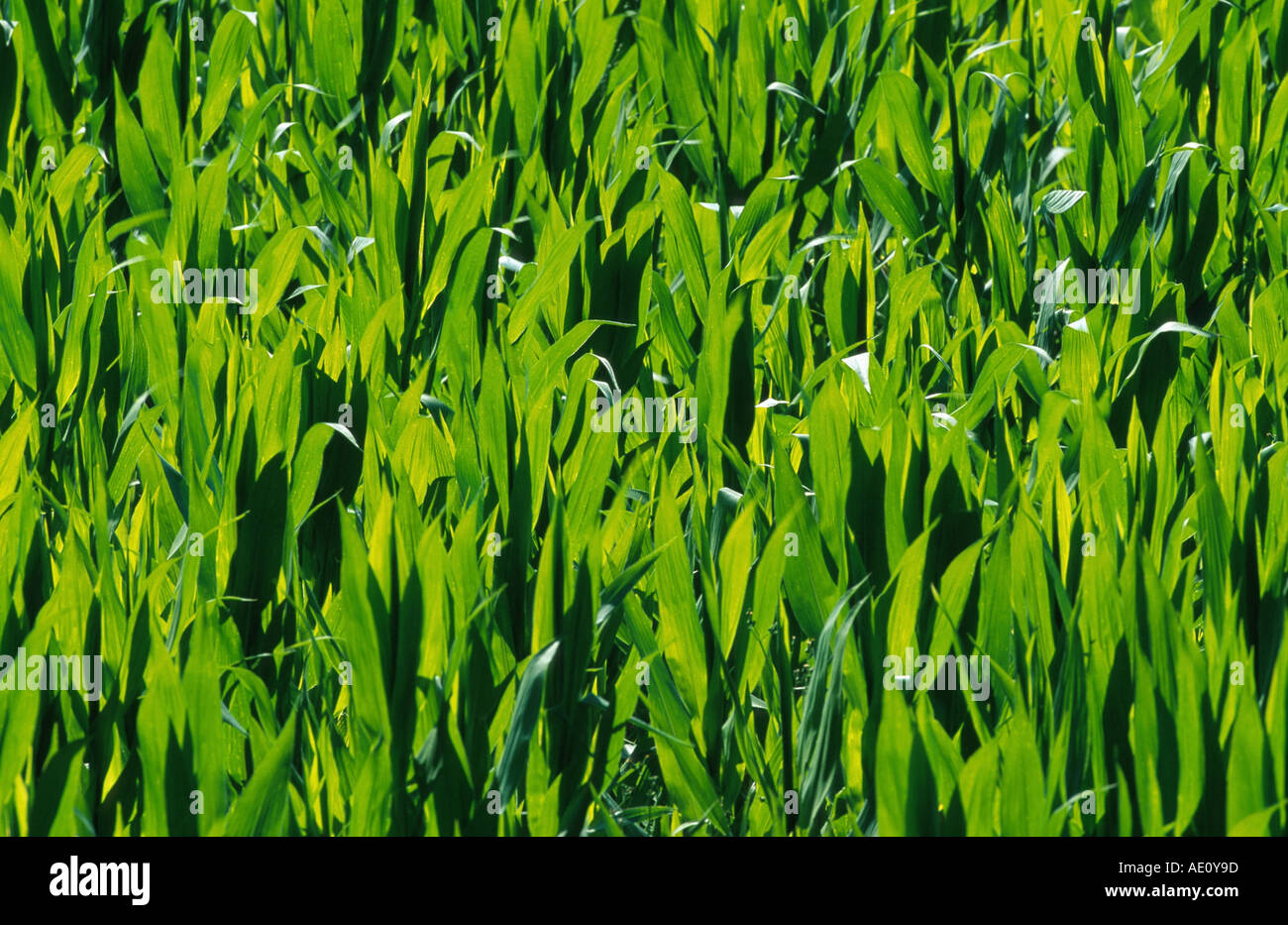 Poaceae family hi-res stock photography and images - Alamy