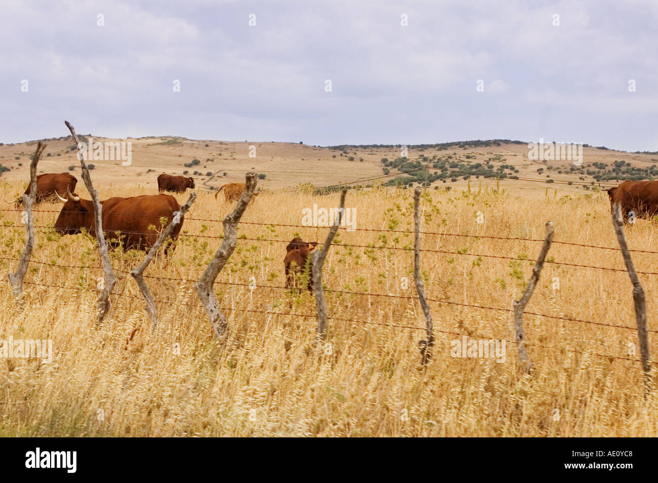 Spain Cadiz Cows Stock Photo - Alamy