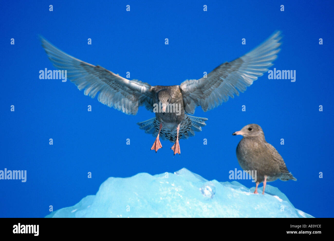 Bird With The Crystal Plumage High Resolution Stock Photography and ...