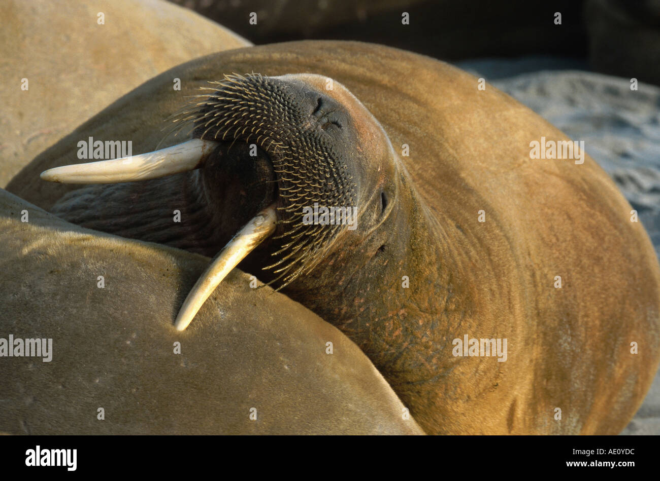 Walrus sleeping hi-res stock photography and images - Alamy