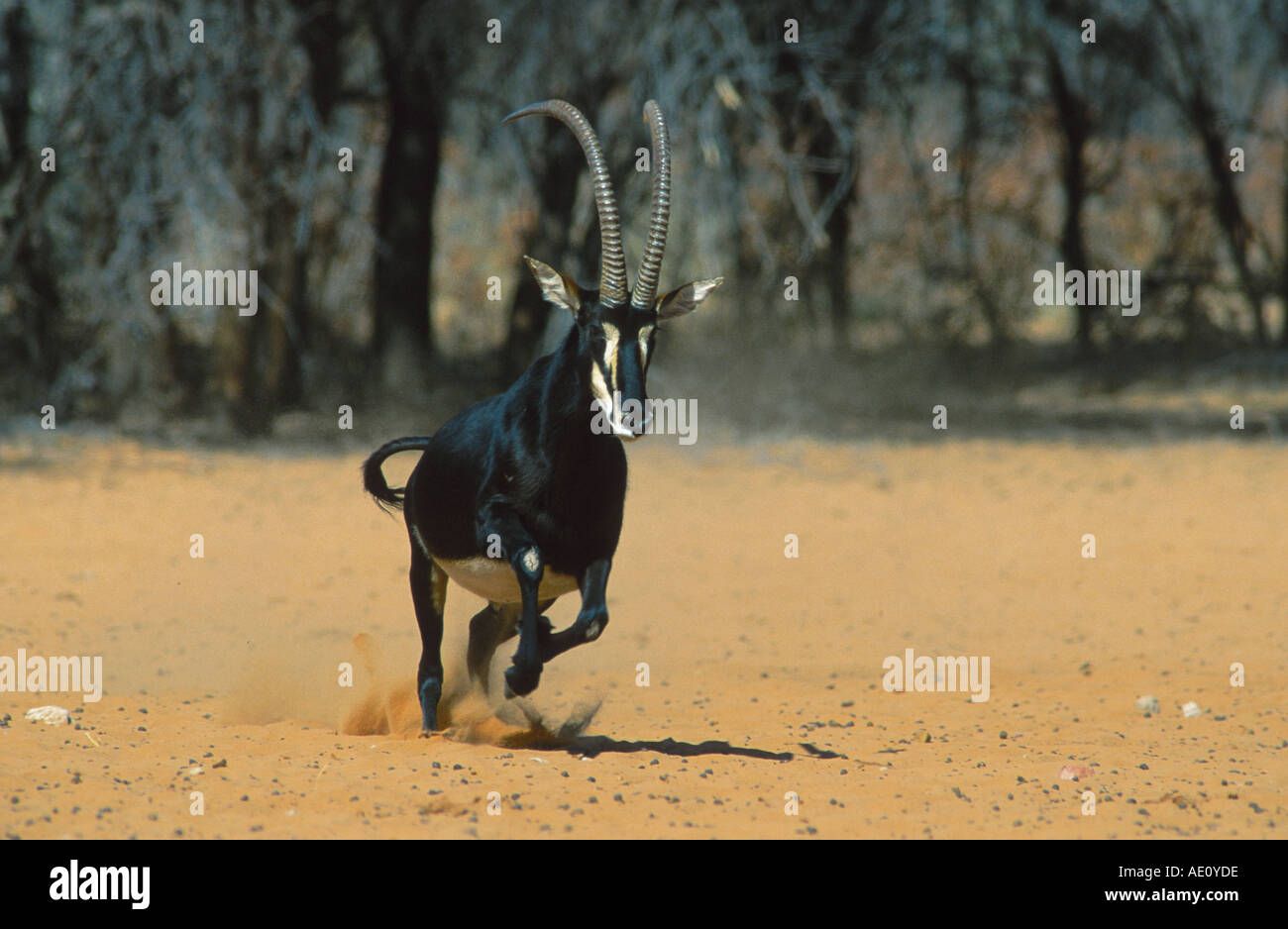 Sable Antelope Running