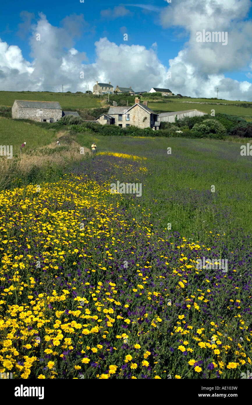 Boscregan farm west Cornwall fields of arable weeds corn marigolds and ...
