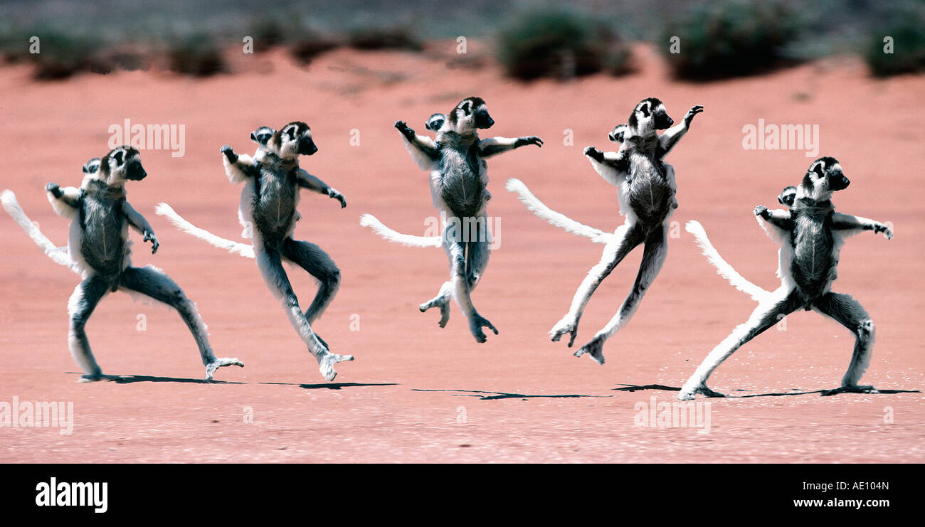 MADAGASCAR PROPITHECUS VERREAUXI le propitheque de verreaux ...