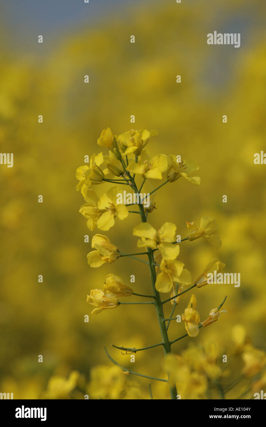 Oilseed Rape flowerhead Stock Photo - Alamy