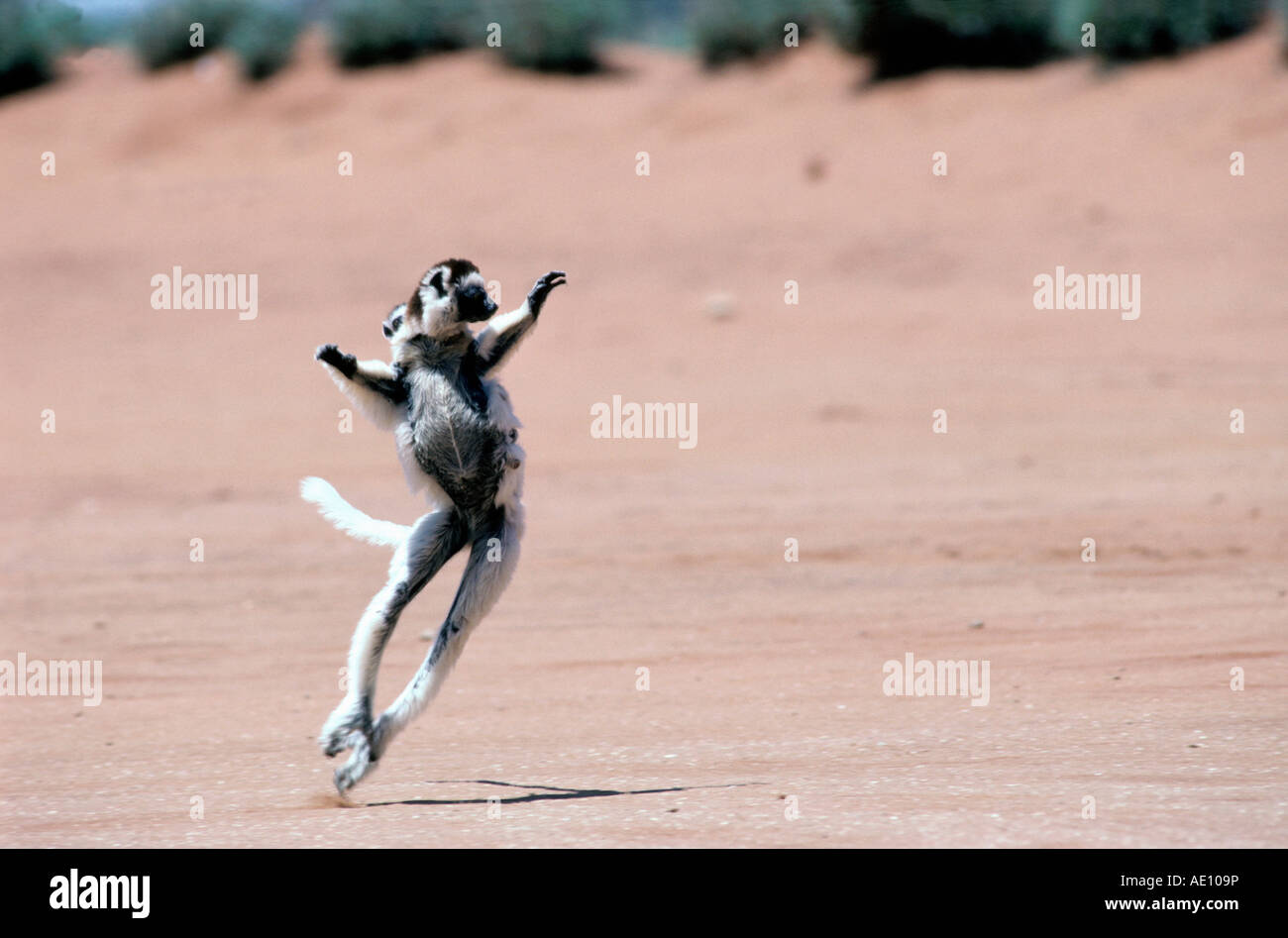 MADAGASCAR PROPITHECUS VERREAUXI le propitheque de verreaux Madacascar ...