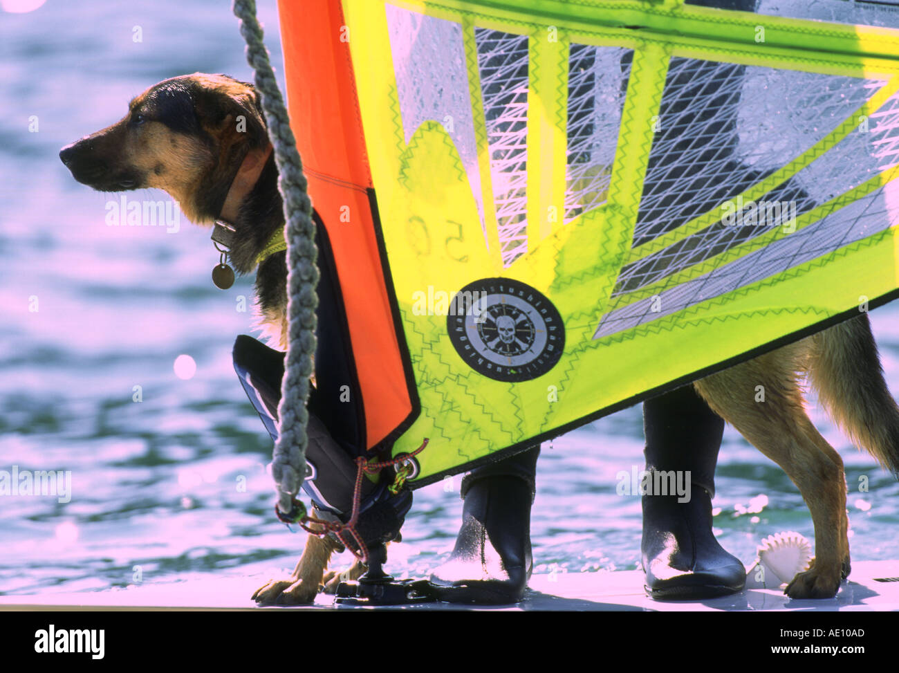 Dog on windsurfer, windsurfing Stock Photo - Alamy