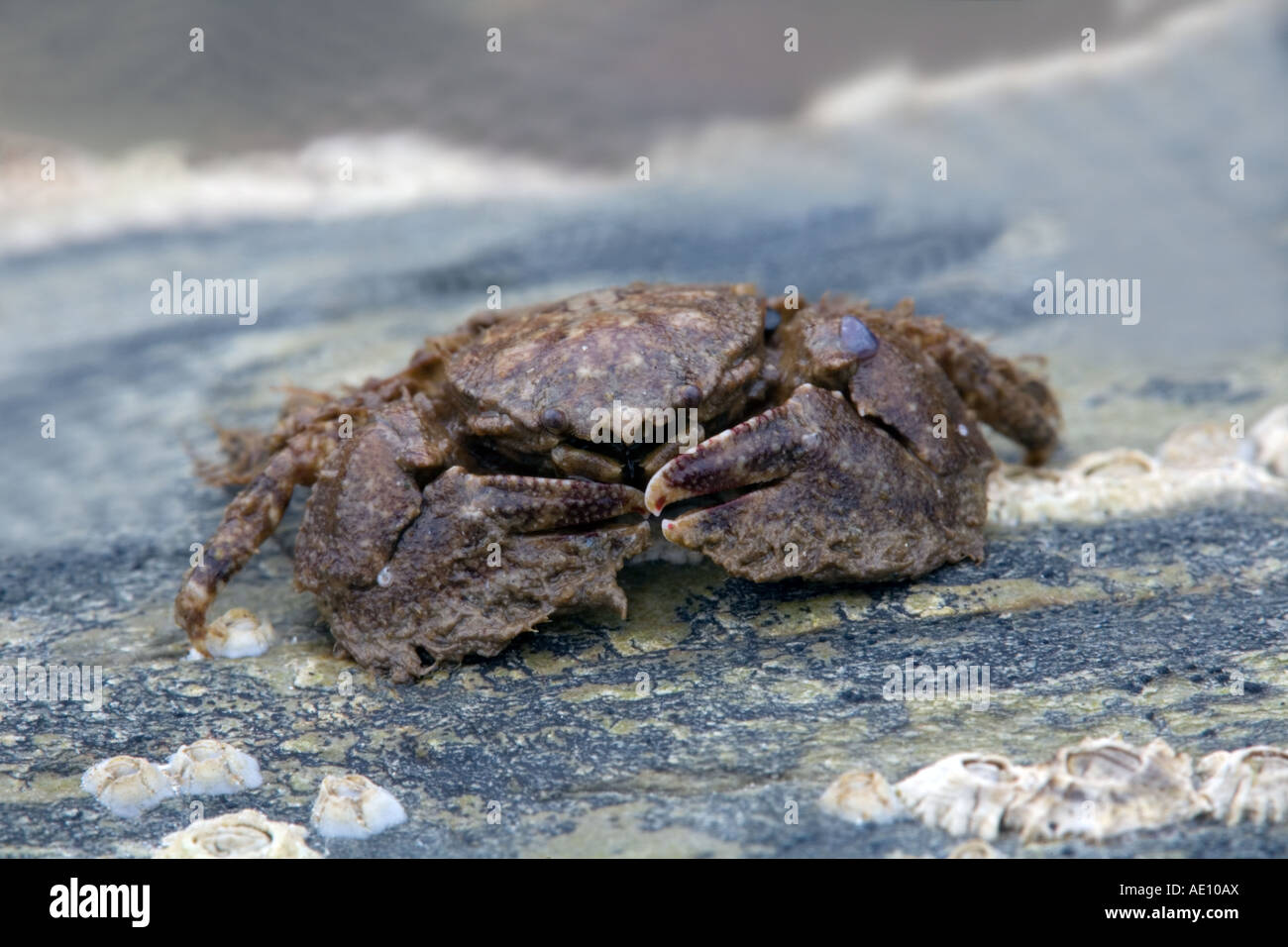 broad clawed porcelain crab Porcellana platycheles Stock Photo - Alamy