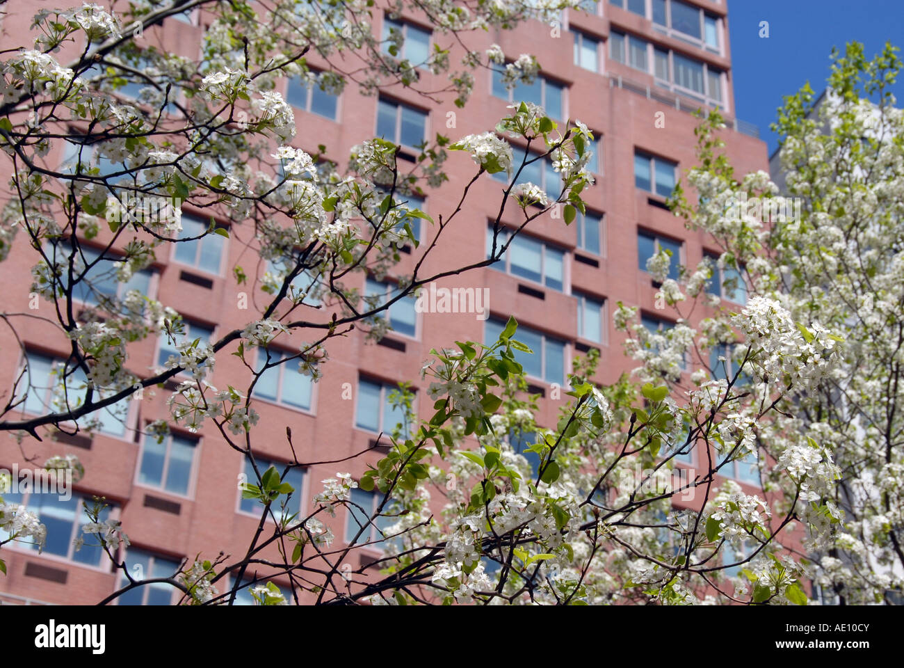 Springtime blossoms in front of a New York City apartment building ...