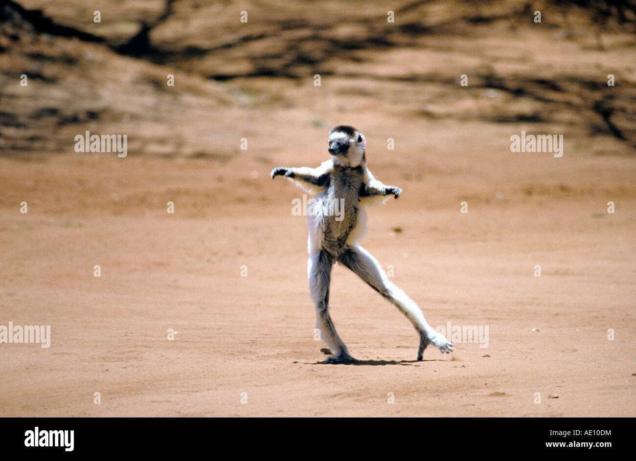 MADAGASCAR PROPITHECUS VERREAUXI le propitheque de verreaux Madacascar ...
