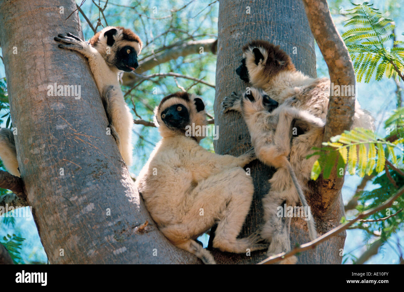 Propitheque de verreaux hi-res stock photography and images - Alamy