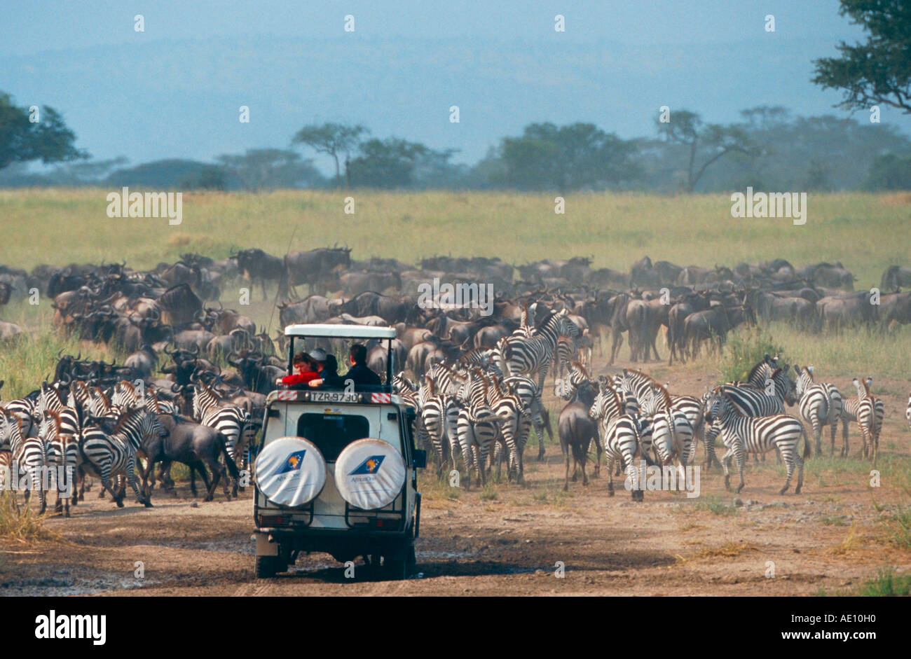 African Safari tourists Stock Photo - Alamy