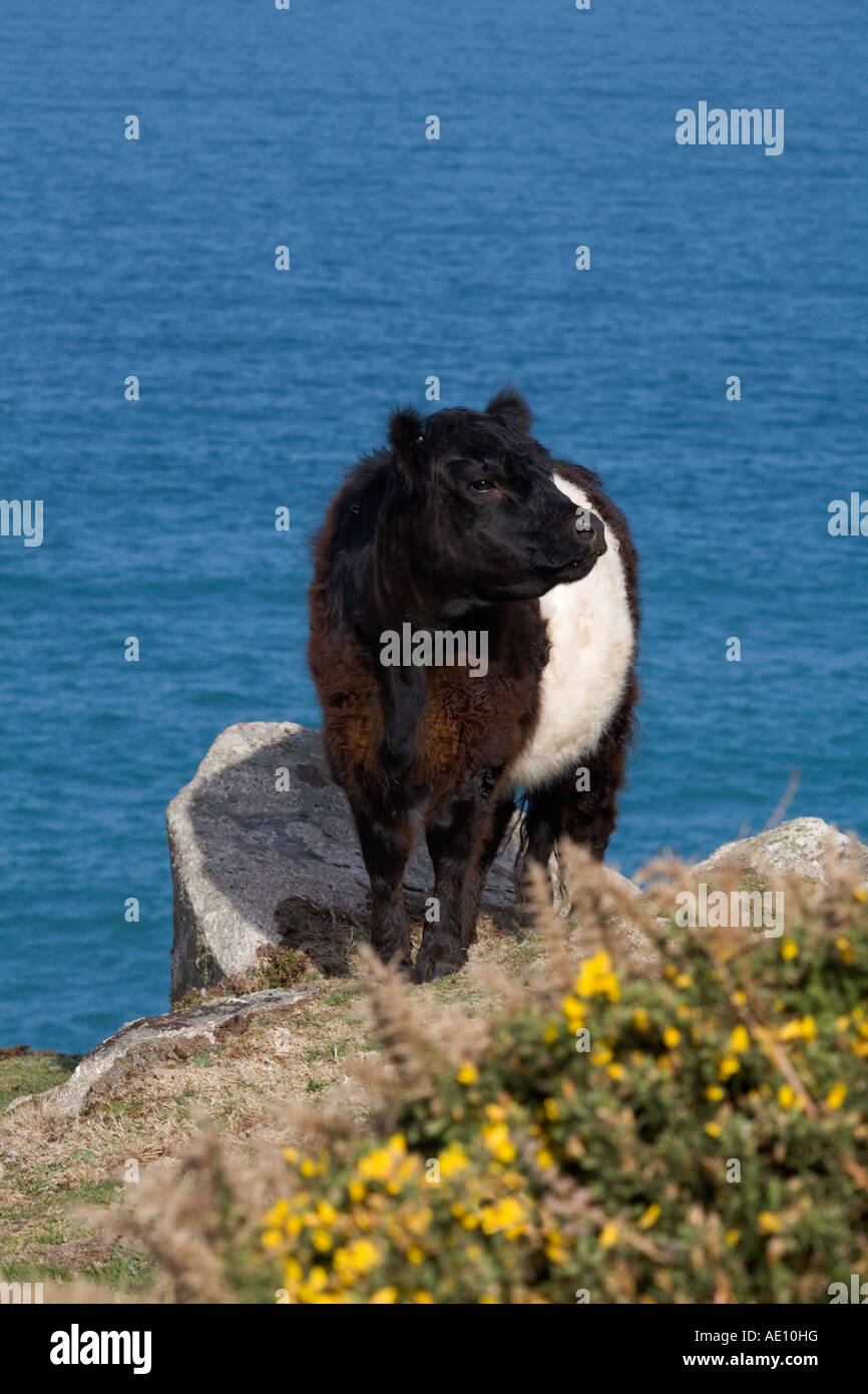 belted galloway cow at the coast penwith cornwall Stock Photo - Alamy