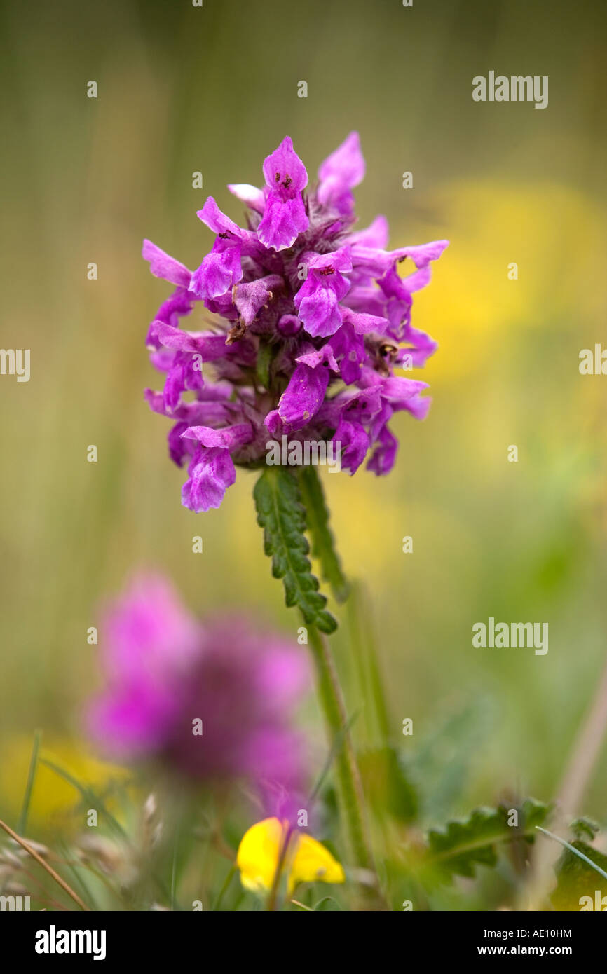 betony Stachys officinallis Stock Photo - Alamy