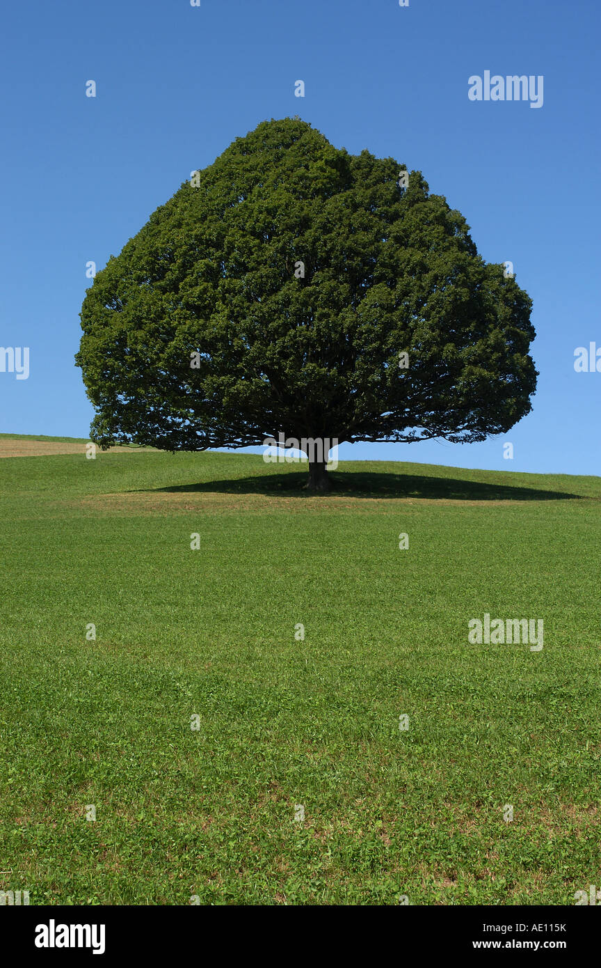 Oak tree on a meadow Stock Photo - Alamy