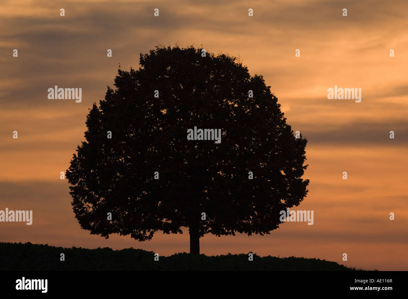 An oak tree in the evening Stock Photo - Alamy