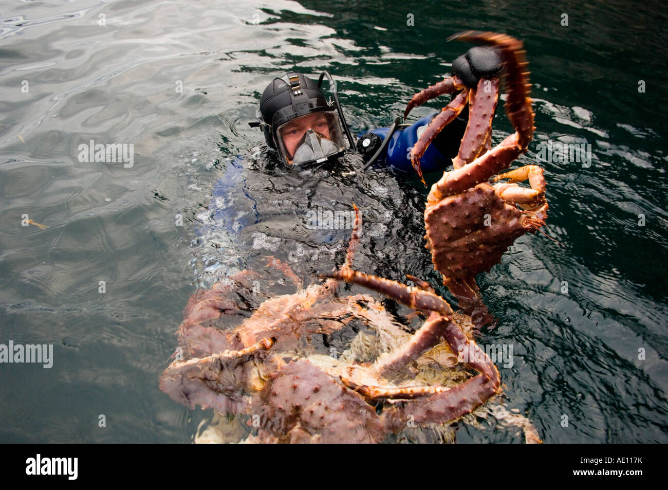 Diver catching king crabs Stock Photo - Alamy